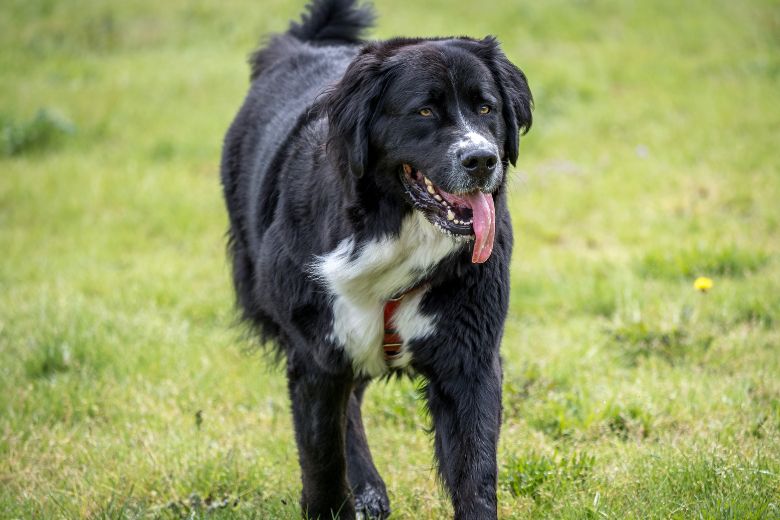 Labernese: Hybridrasse aus Labrador und Berner Sennenhund