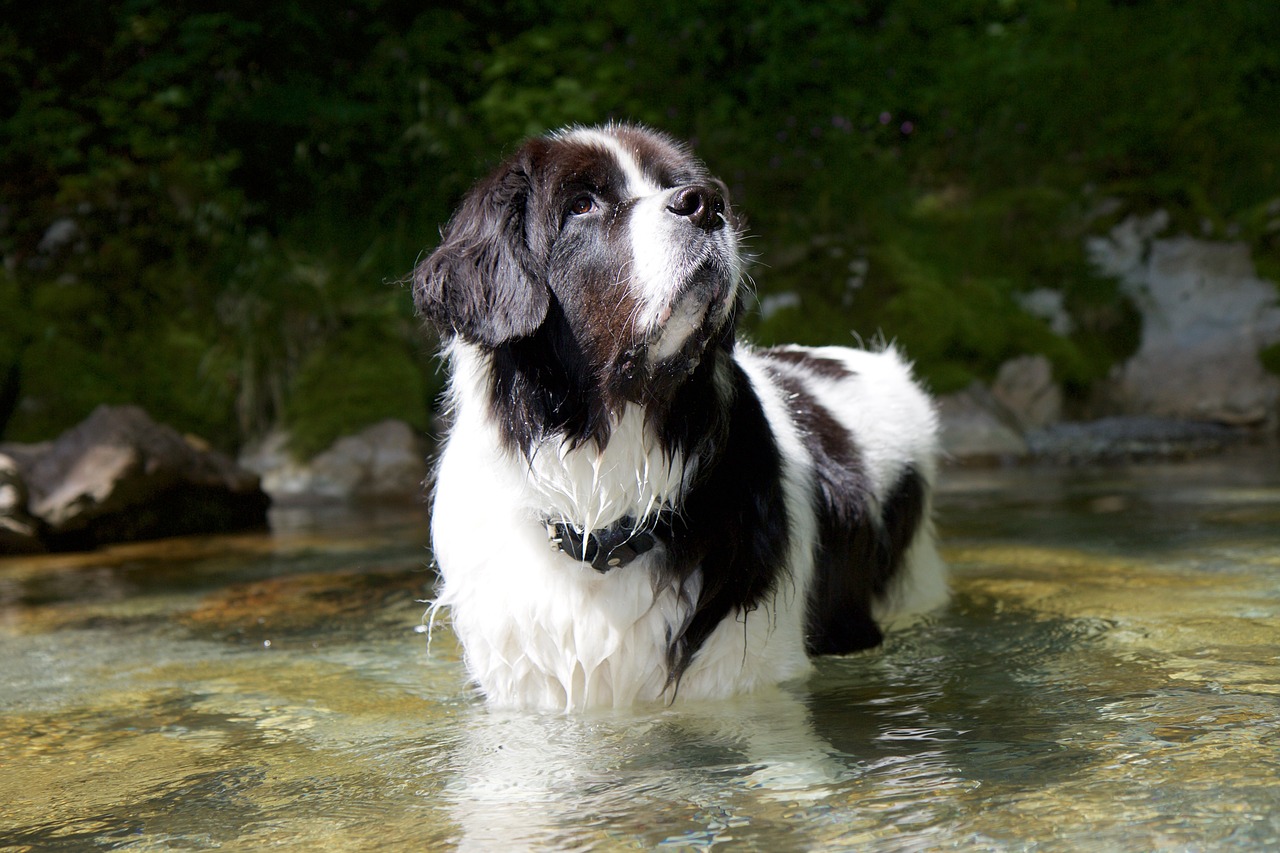 Landseer - Steckbrief, Charakter, Wesen und Haltung edogs