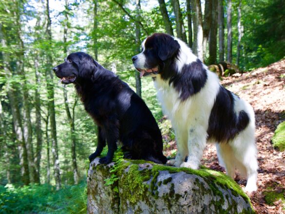 Landseer - Steckbrief, Charakter, Wesen und Haltung edogs