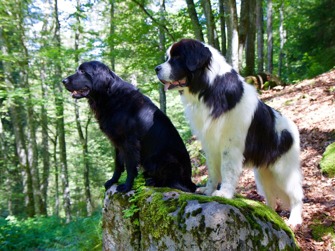 Landseer - Steckbrief, Charakter, Wesen und Haltung edogs
