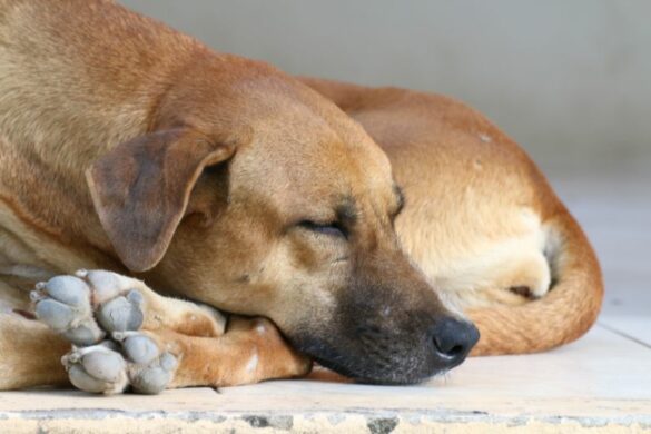 Anatomie beim Hund – von Kopf bis Rute I edogs Magazin
