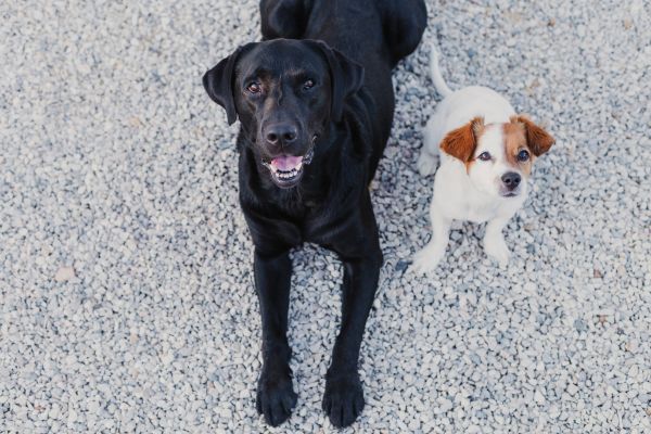 MSM beim Hund: Natürliche Schwefeltherapie | edogs Magazin