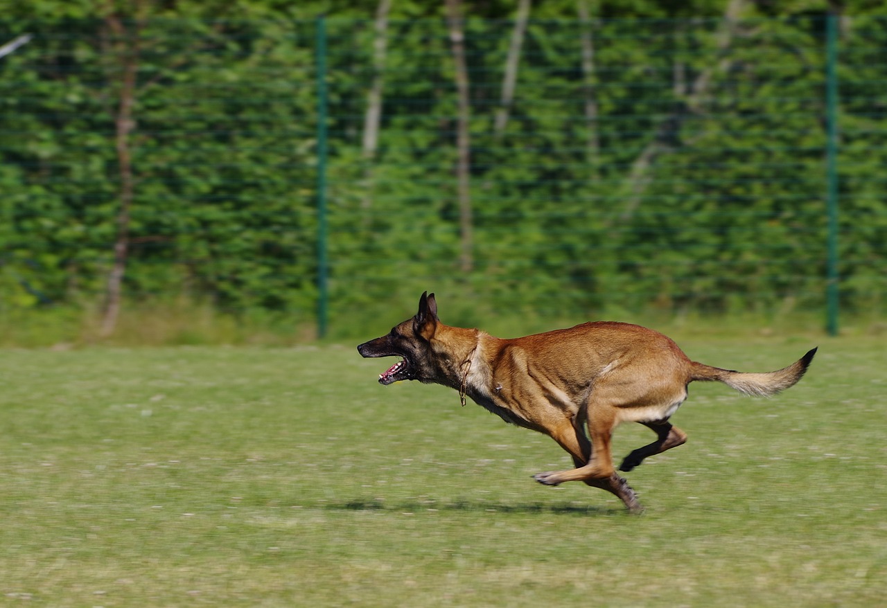 Malinois - Steckbrief, Charakter, Wesen und Haltung