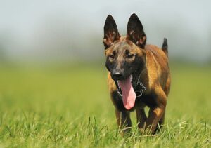 Malinois - Steckbrief, Charakter, Wesen und Haltung