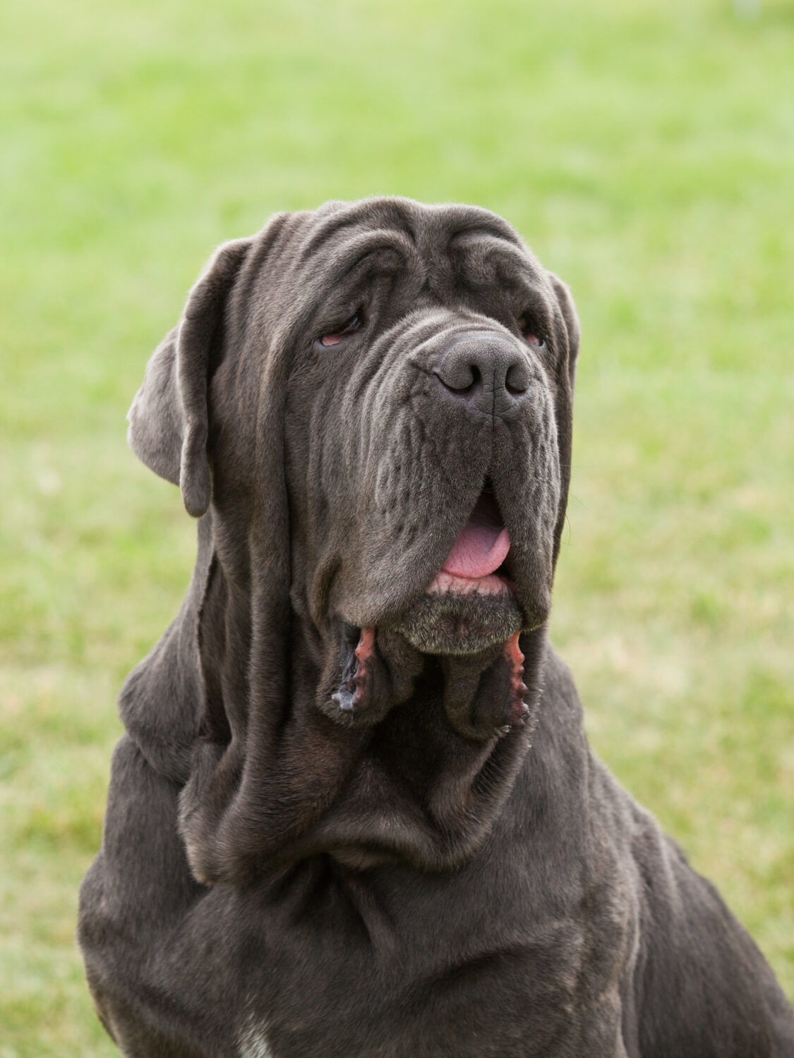 Mastino Napoletano - Steckbrief, Charakter, Wesen und Haltung