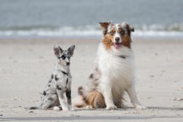 Merle Hunde: Alle Infos über Hunde mit Merle Gen I edogs Magazin