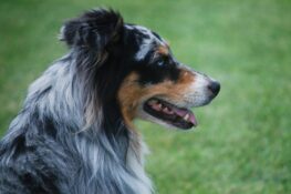 English Setter - Steckbrief, Charakter, Wesen und Haltung