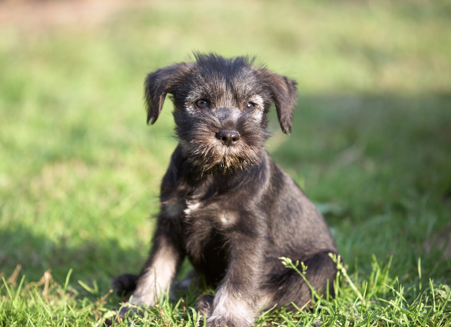 Mittelschnauzer - Steckbrief, Charakter, Wesen & Haltung