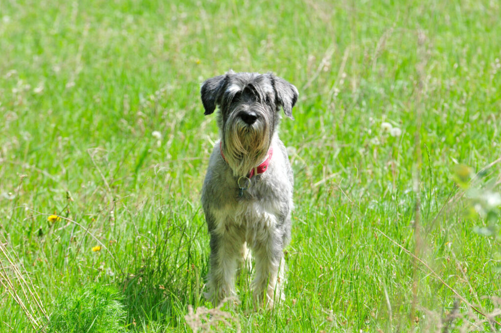 Mittelschnauzer - Steckbrief, Charakter, Wesen & Haltung