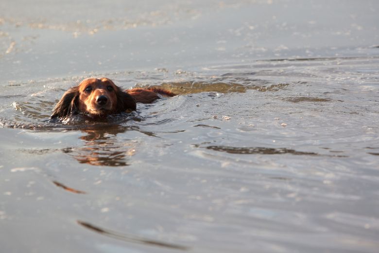 NEWS | Polizei rettet Dackel aus Weiher!