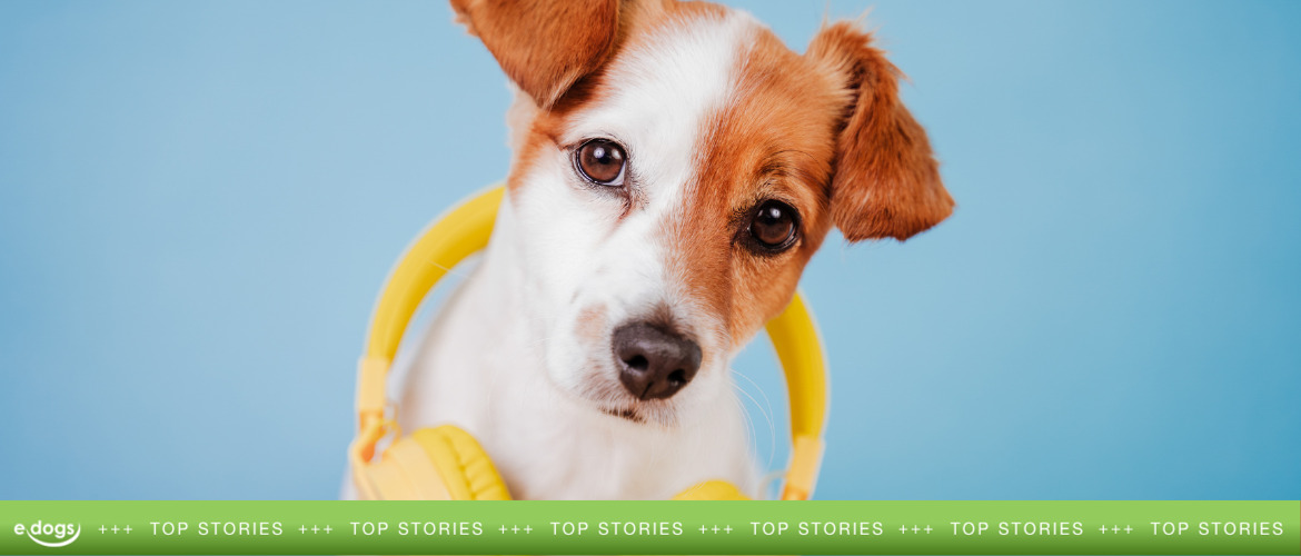 “Wuff” statt “Puff”: Kontroverser Song “Layla” wird umgetextet - edogs