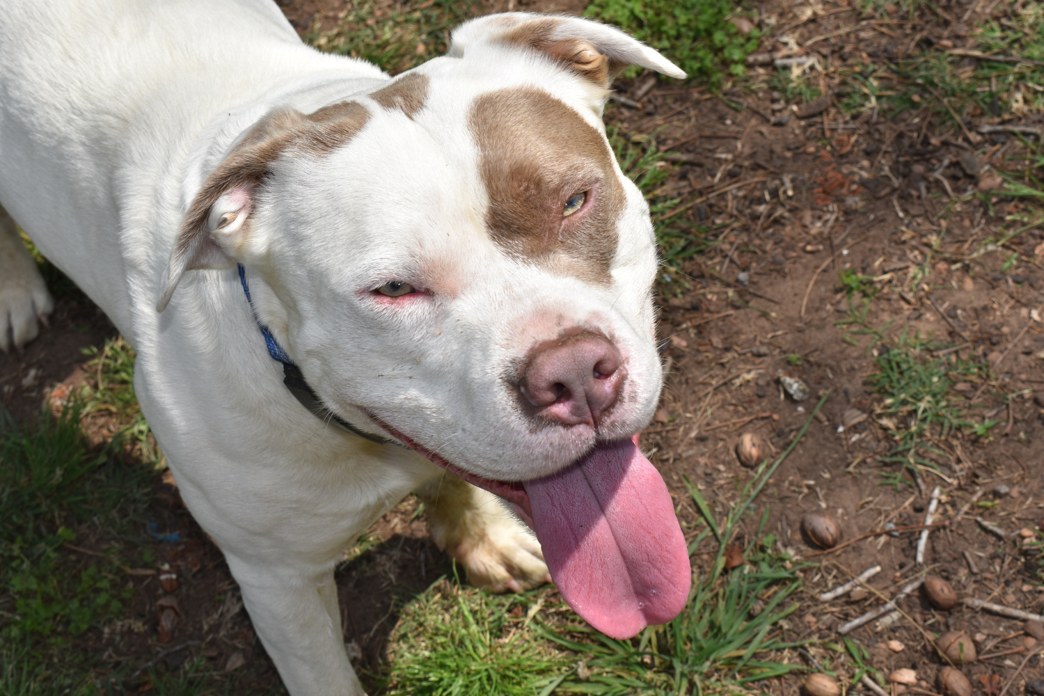 Pitsky: Husky-Pitbull-Mix im Portrait I edogs Magazin