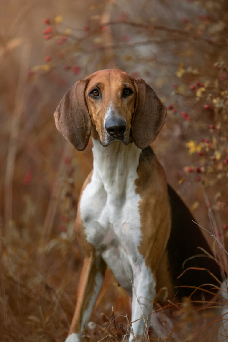 Poitevin - Steckbrief, Charakter, Wesen & Haltung des Jagdhundes