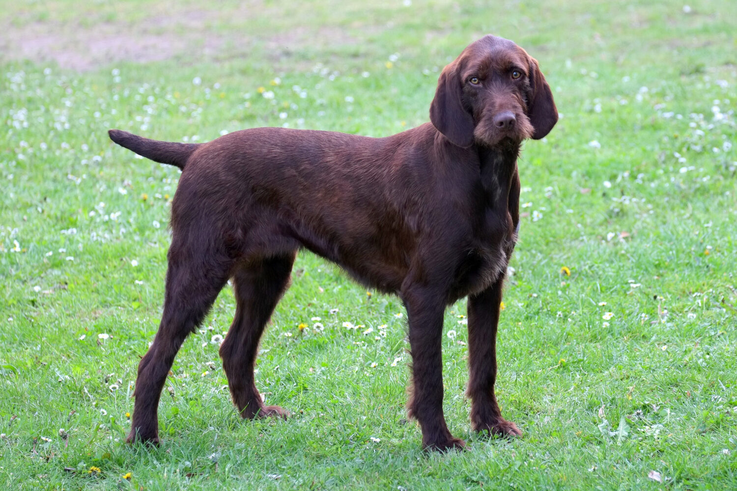 Pudelpointer im Rassenportrait | edogs Magazin - Alles rund um den Hund