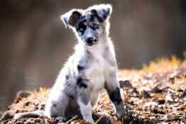 Aïdi - Steckbrief, Charakter, Wesen und Haltung