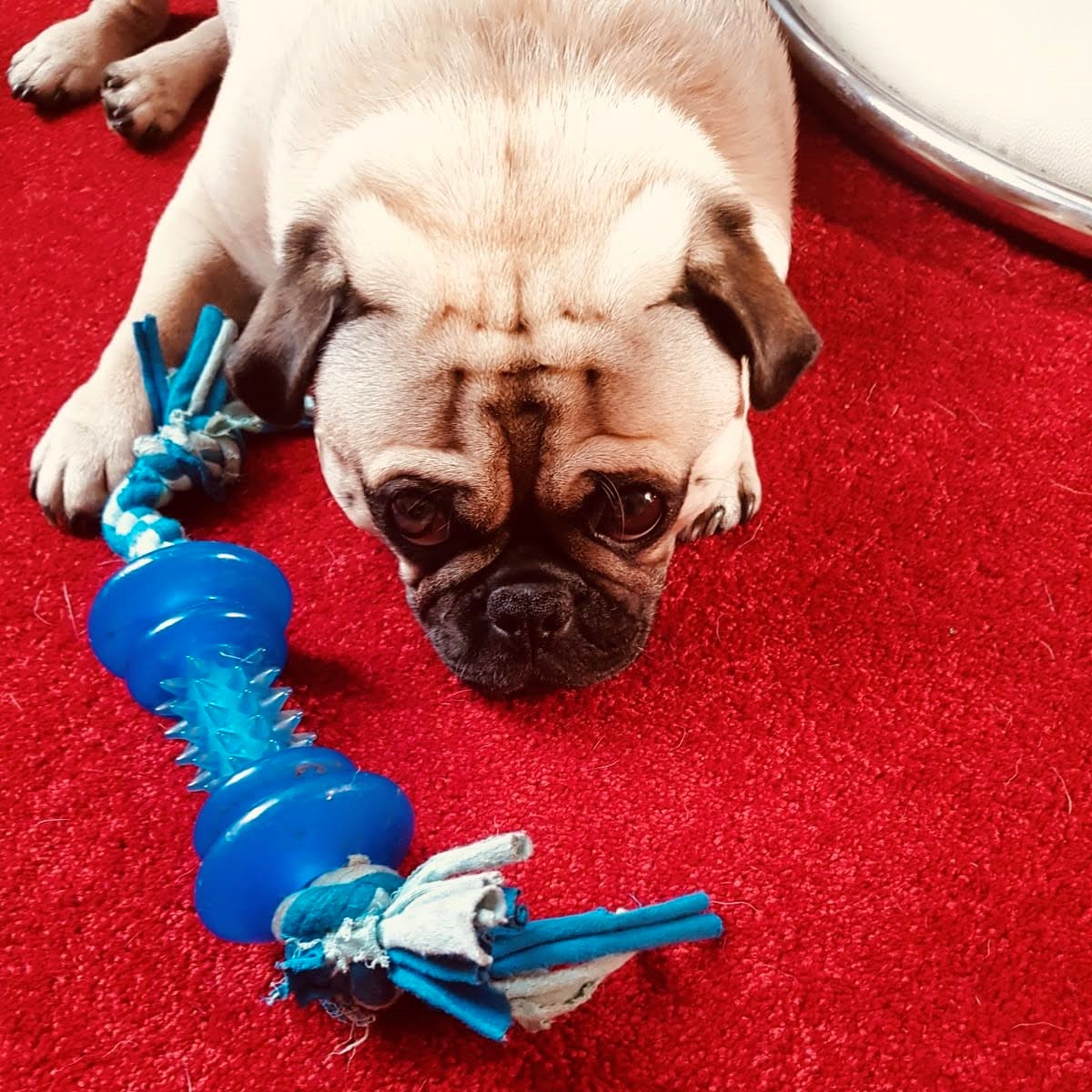 Retromops - Steckbrief, Charakter, Wesen & Haltung - edogs