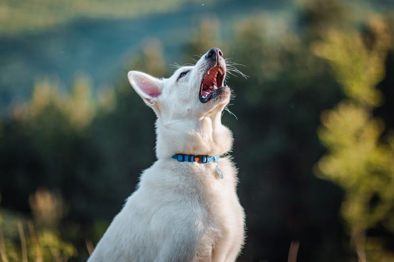 Hund Bellt Stundenlang Wenn Er Alleine Ist