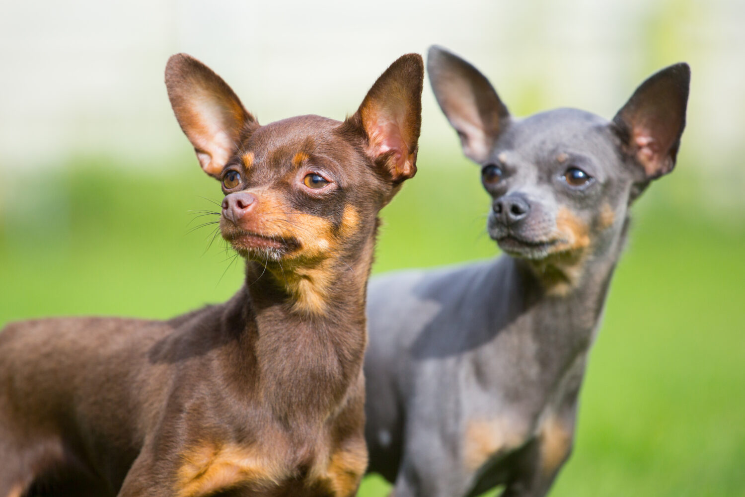 Russkiy Toy - Steckbrief, Charakter, Wesen und Haltung