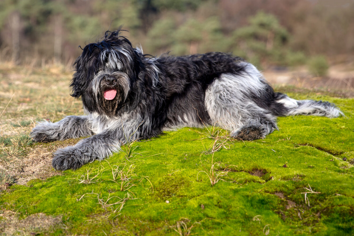 Niederländischer Schapendoes - Steckbrief, Charakter, Wesen und Haltung