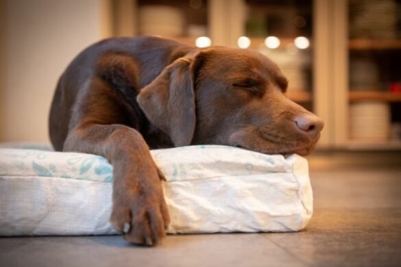 Anatomie beim Hund – von Kopf bis Rute I edogs Magazin