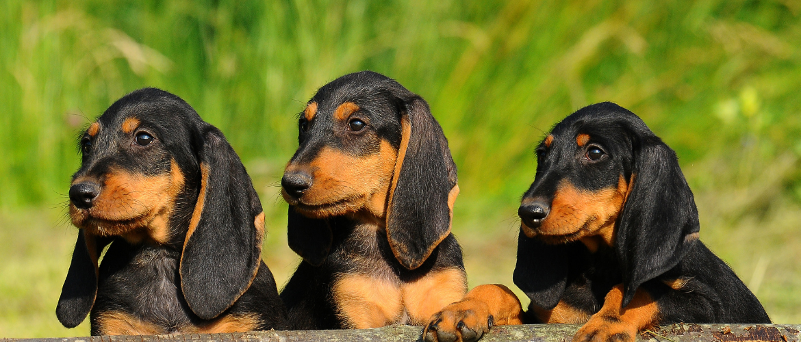 Segugio Italiano - Steckbrief, Charakter, Wesen und Haltung