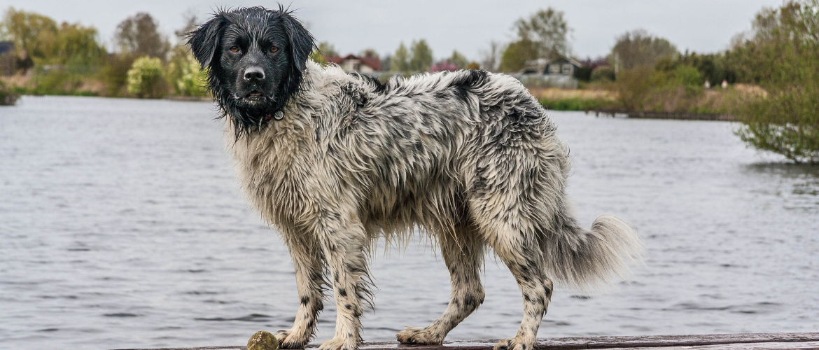Seltene Hunderassen: Übersicht mit Bildern | edogs Magazin