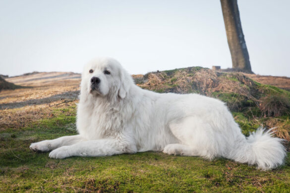 Maremmen-Abruzzen-Schäferhund im Rassenportrait | edogs Magazin