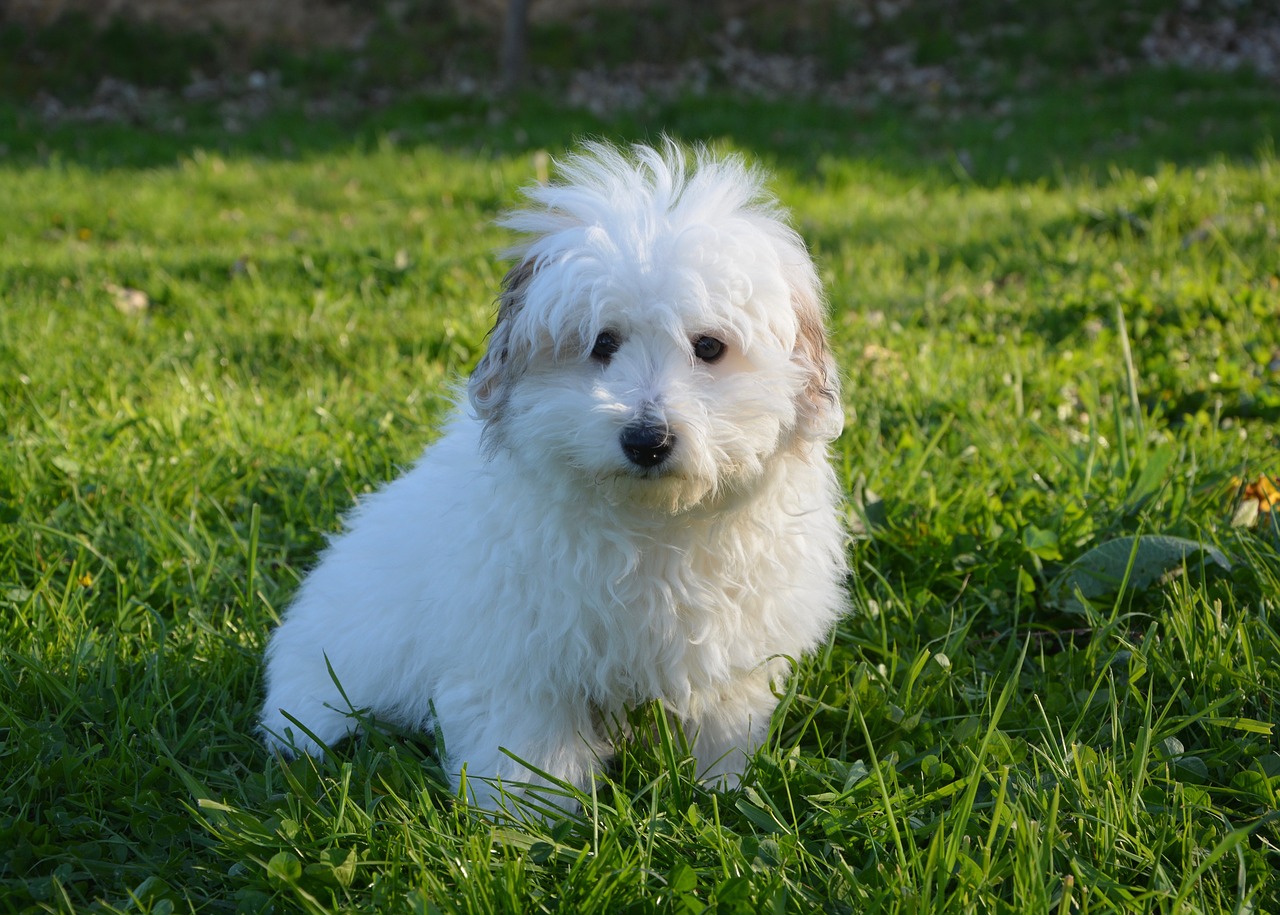 Coton de Tulear - Steckbrief, Charakter, Wesen und Haltung
