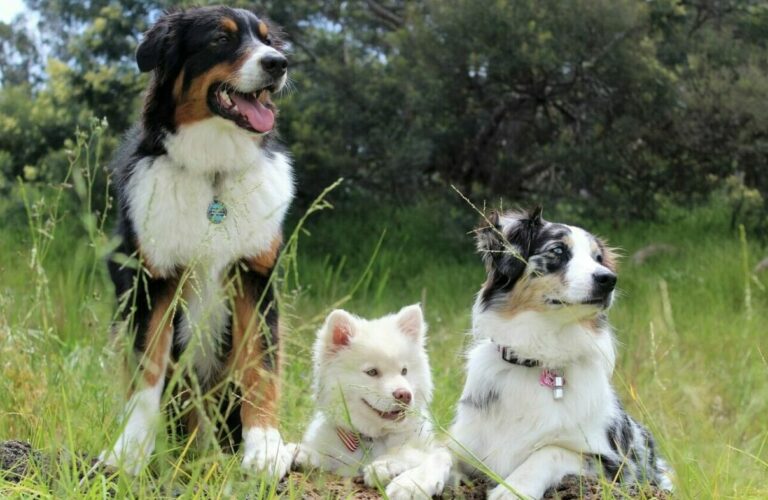 Hunderassen von A bis Z mit Bild | edogs Magazin