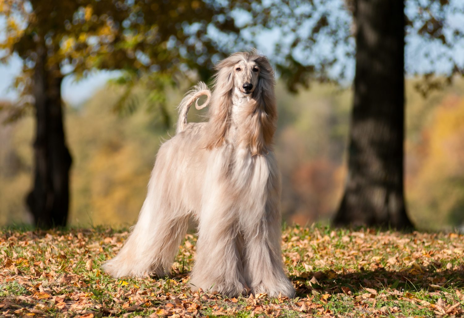 Afghanischer Windhund - Steckbrief, Charakter, Wesen und Haltung