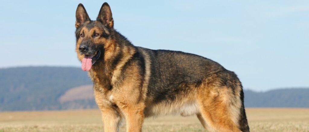 Deutscher Schäferhund - Steckbrief, Charakter, Wesen und Haltung