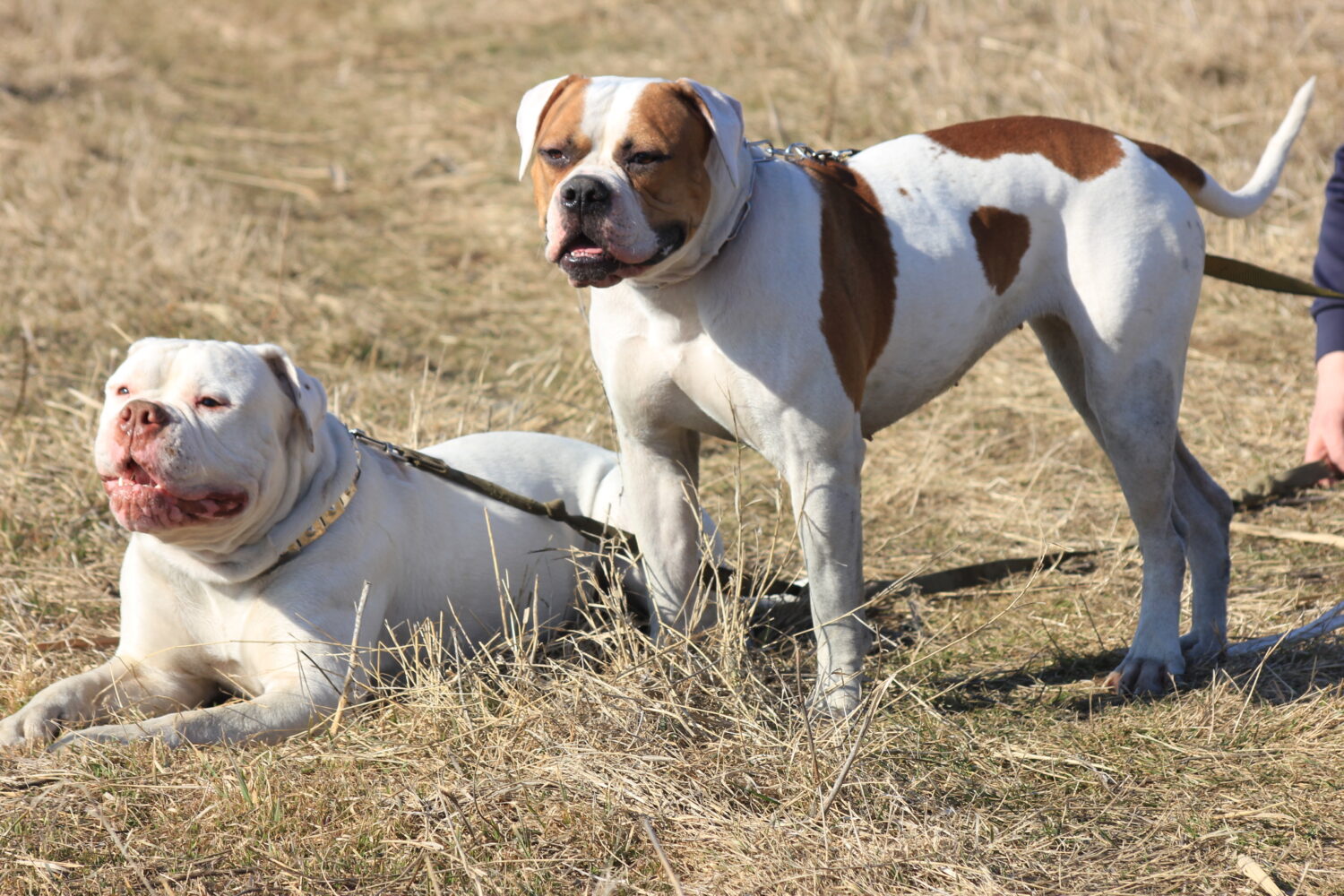 American Bulldog - Steckbrief, Charakter, Wesen und Haltung
