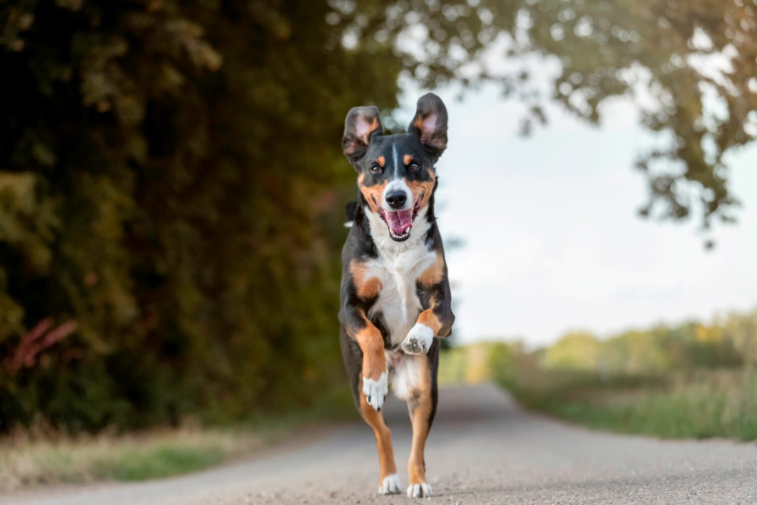 Appenzeller Sennenhund - Steckbrief, Charakter, Wesen und Haltung