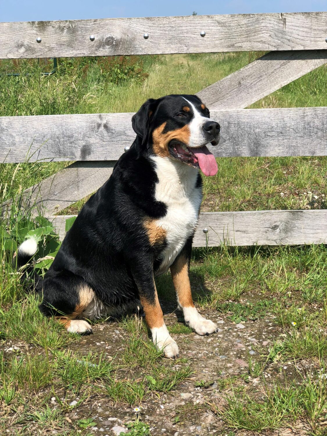 Appenzeller Sennenhund - Steckbrief, Charakter, Wesen und Haltung