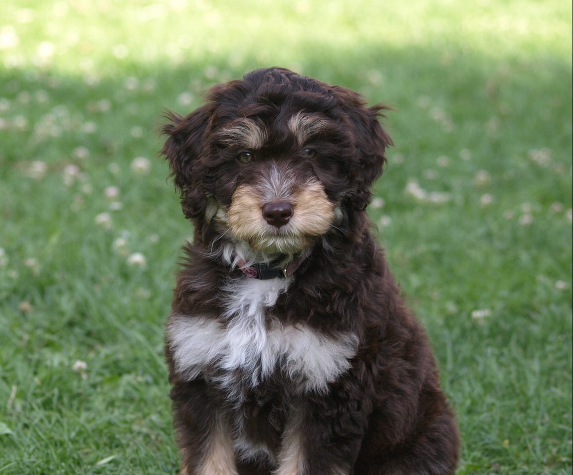 Aussiedoodle - Steckbrief, Charakter, Wesen und Haltung