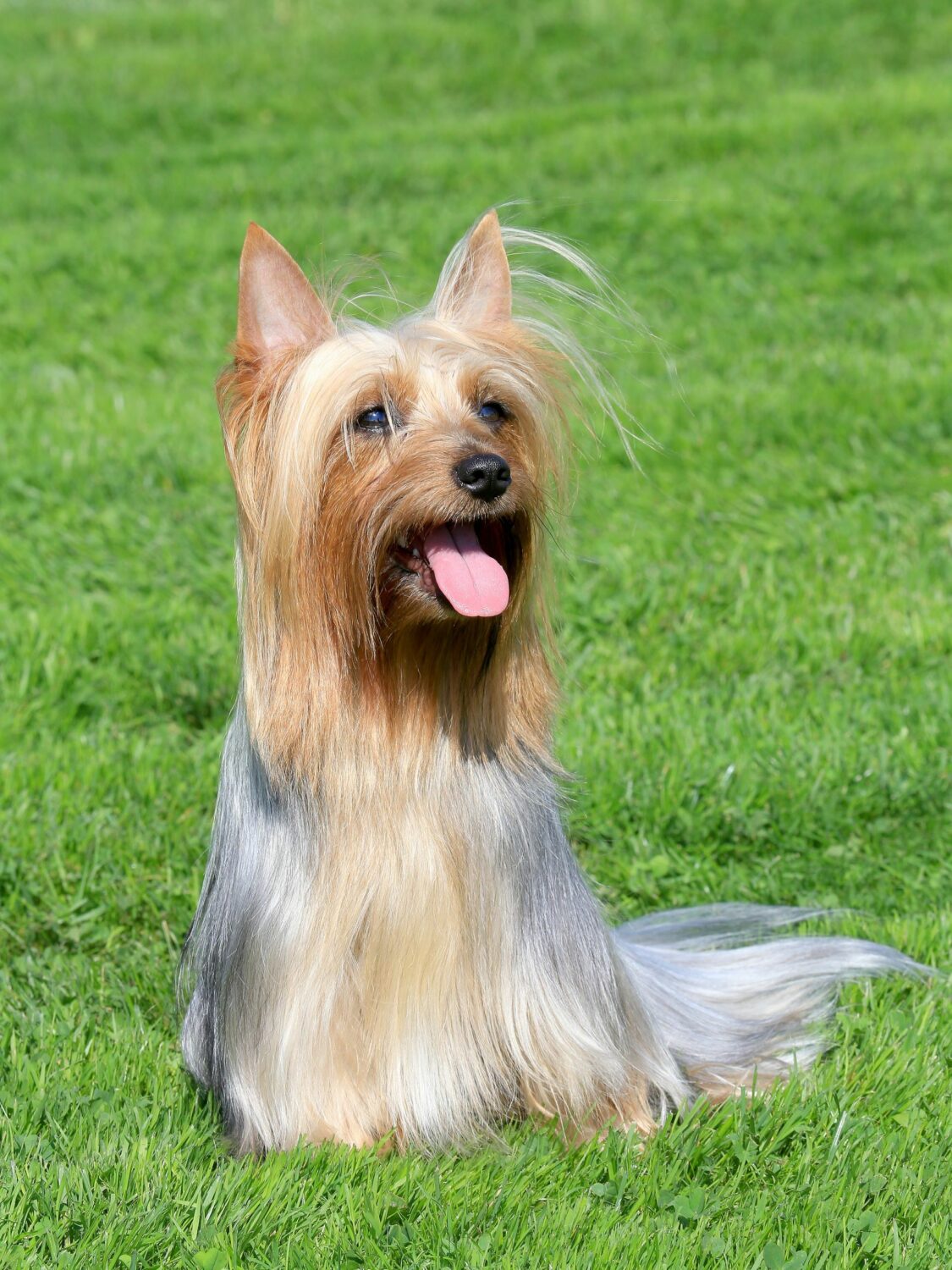 Australian Silky Terrier - Steckbrief, Charakter, Wesen und Haltung