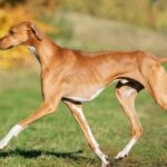 Barak - Steckbrief, Charakter, Wesen und Haltung