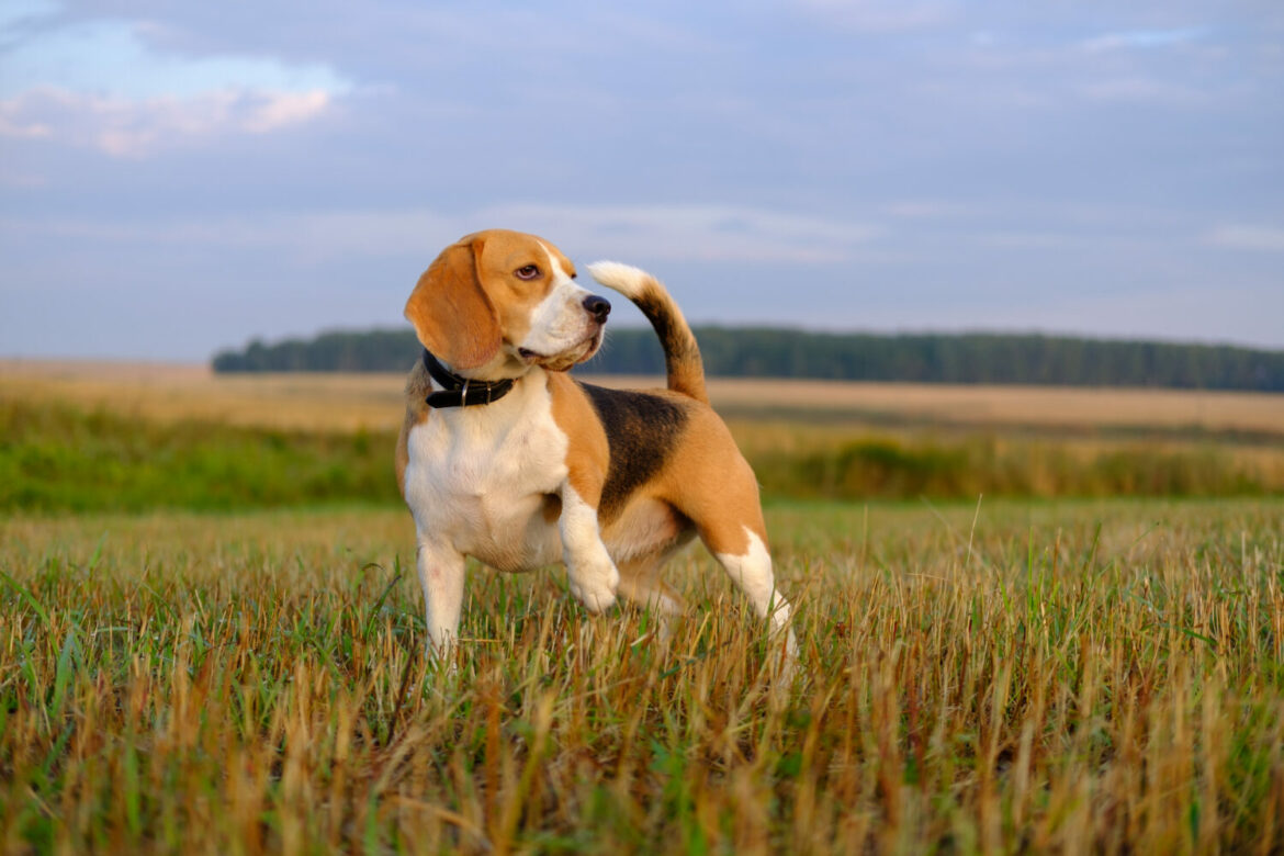 Beagle - Steckbrief, Charakter, Wesen und Haltung