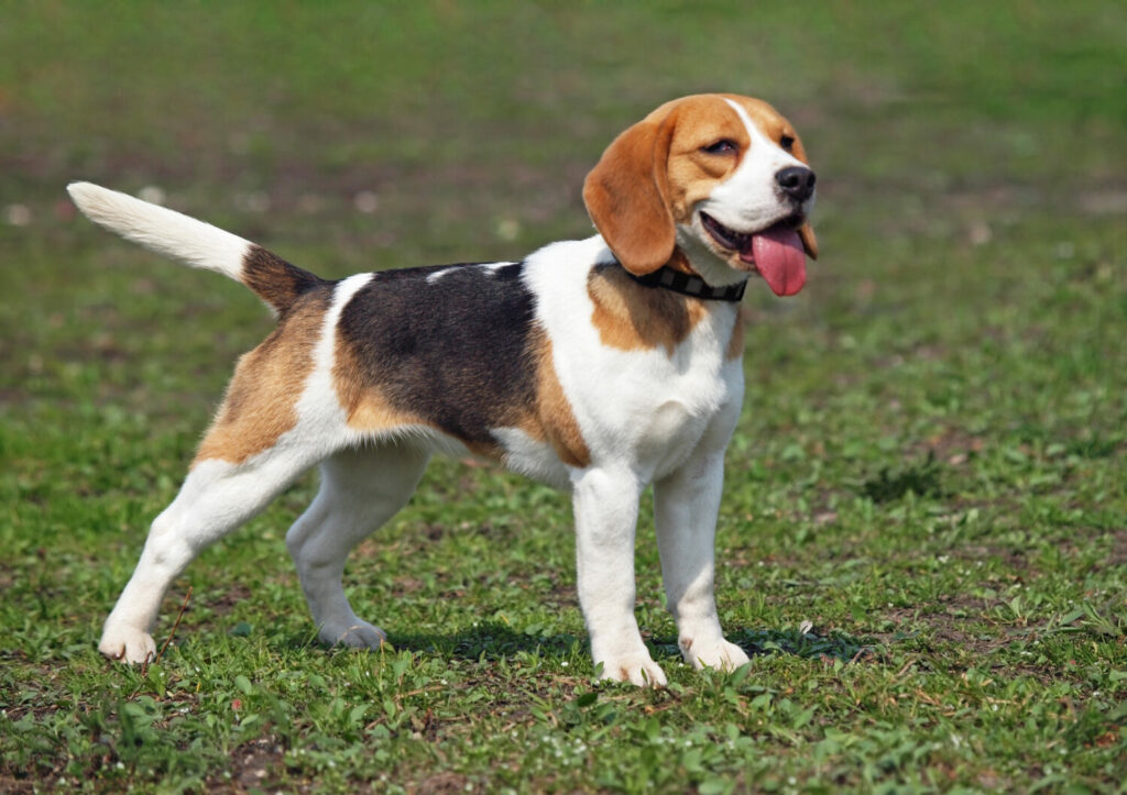 Beagle - Steckbrief, Charakter, Wesen und Haltung