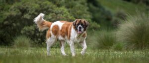 Bernhardiner - Steckbrief, Charakter, Wesen und Haltung