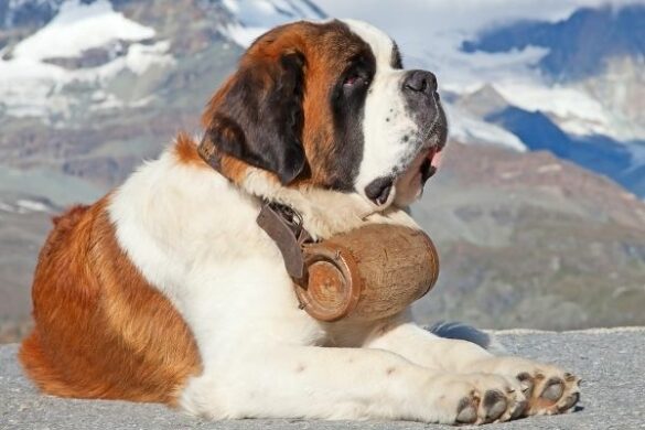 Bernhardiner - Steckbrief, Charakter, Wesen und Haltung