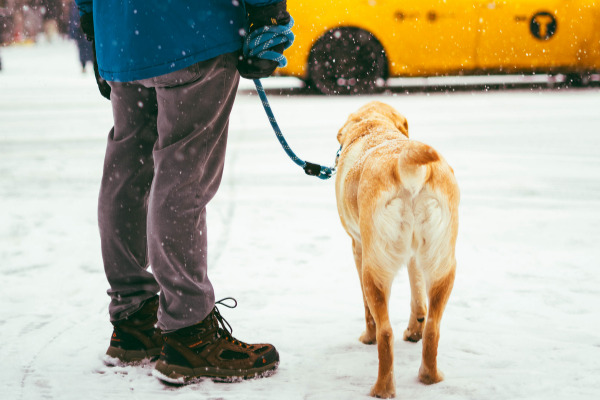 Blindenhunde: Alles zur Ausbildung, Kosten und geeigneten Rassen - edogs