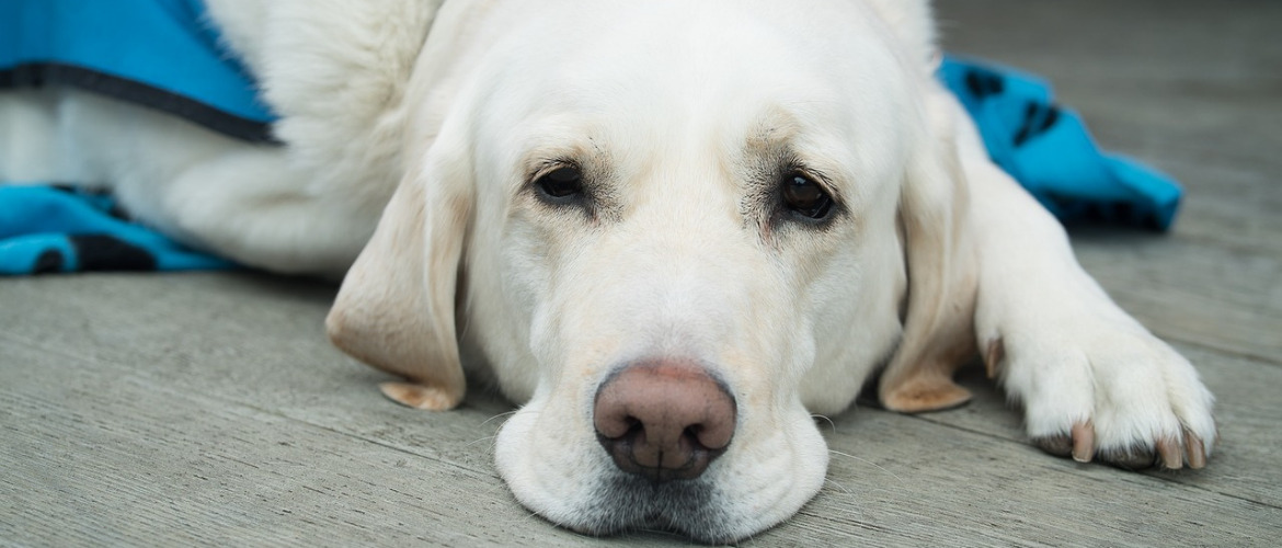 Blindenhunde: Alles zur Ausbildung, Kosten und geeigneten Rassen