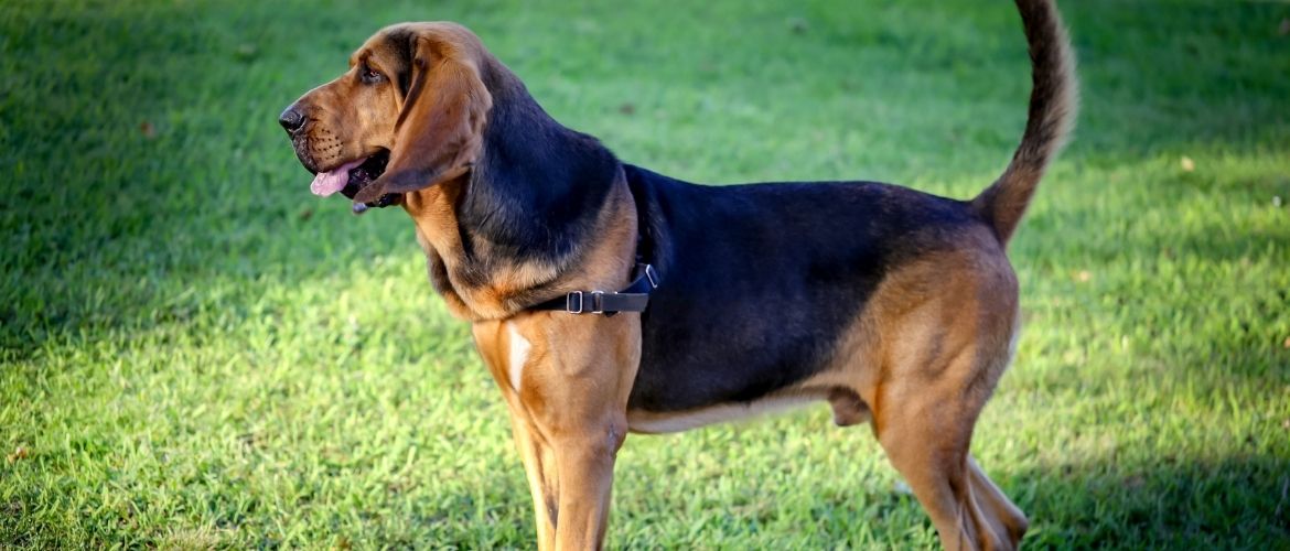Bloodhound - Steckbrief, Charakter, Wesen und Haltung