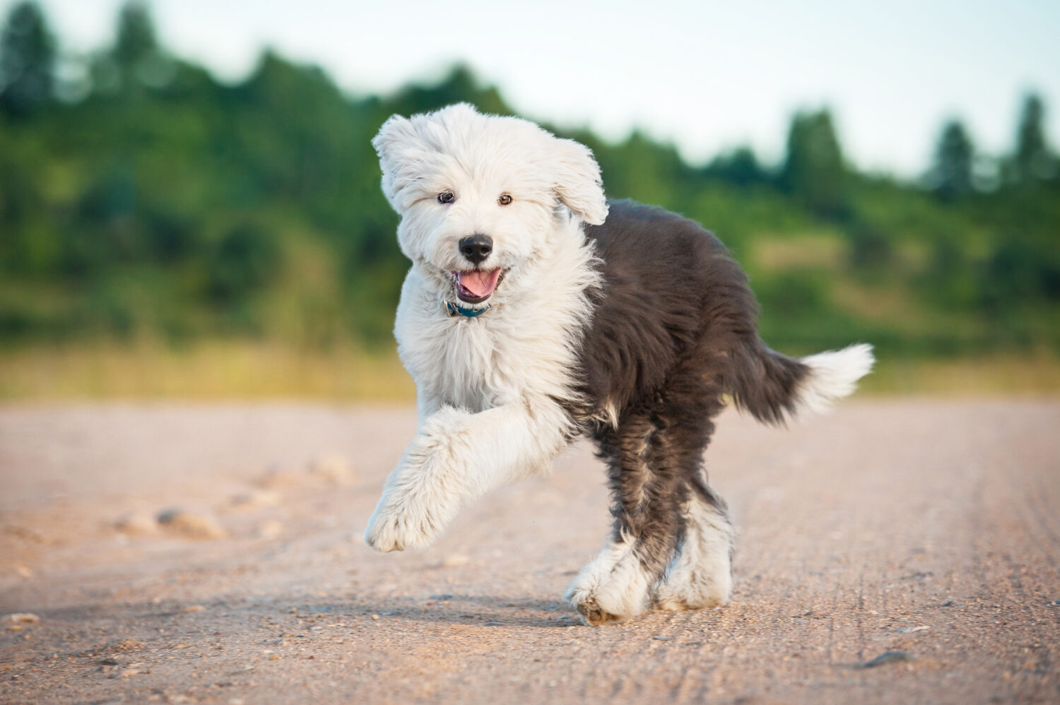 Bobtail - Steckbrief, Charakter, Wesen und Haltung