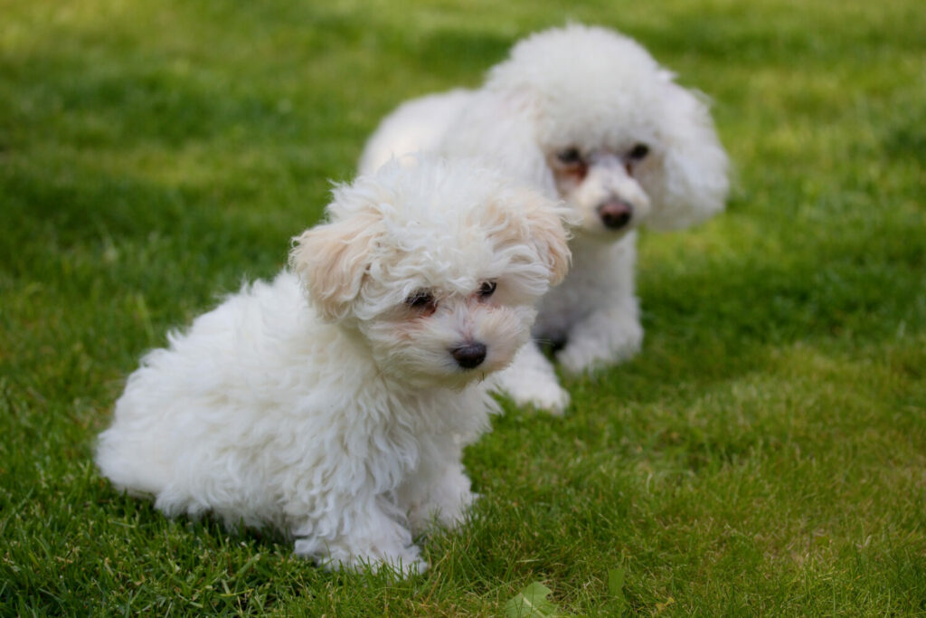 Bologneser - Steckbrief, Charakter, Wesen und Haltung