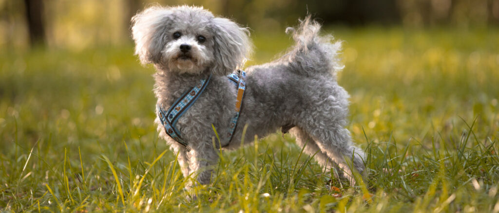 Bologneser - Steckbrief, Charakter, Wesen und Haltung