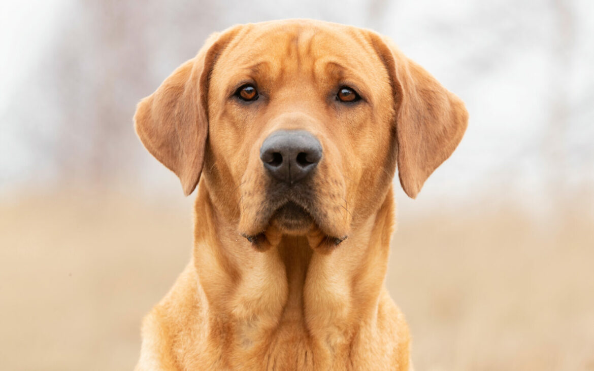 Broholmer - Steckbrief, Charakter, Wesen und Haltung