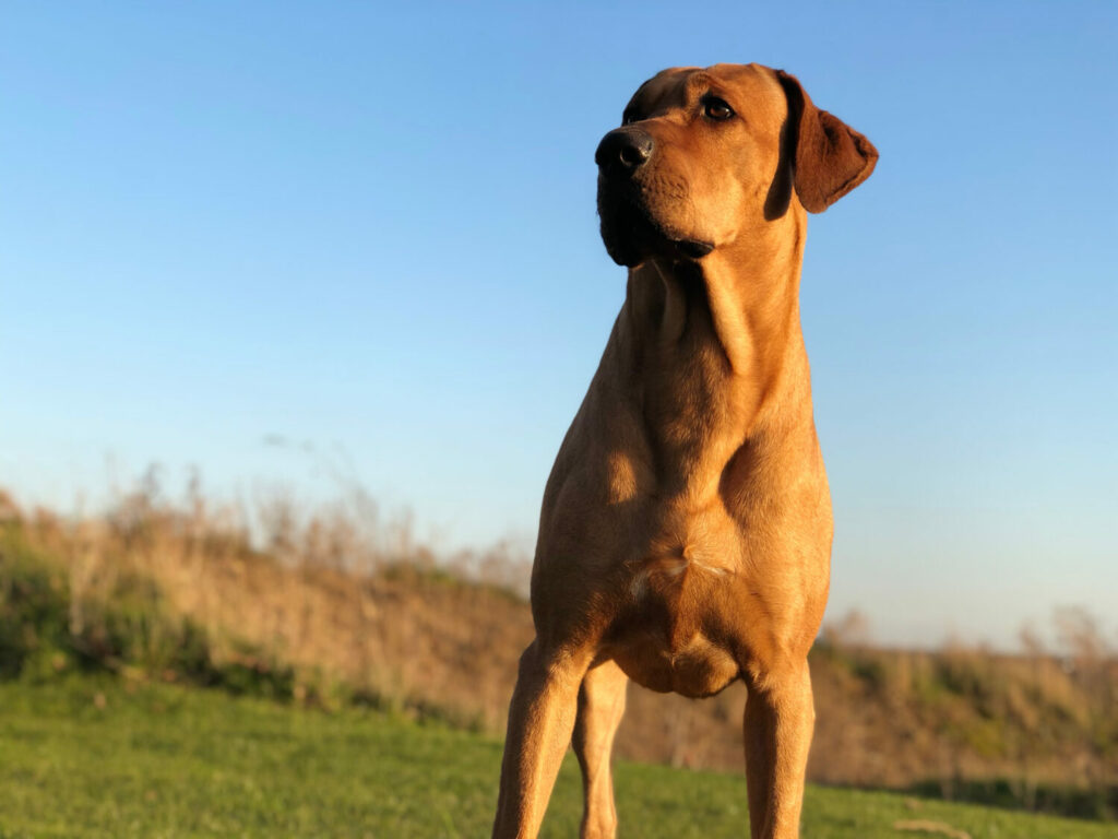 Broholmer - Steckbrief, Charakter, Wesen und Haltung