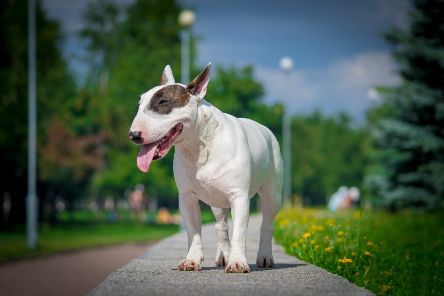 Bullterrier - Steckbrief, Charakter, Wesen und Haltung